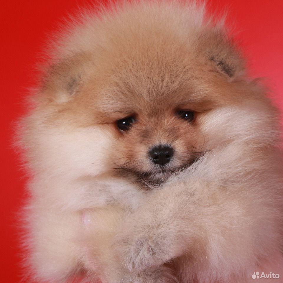 Померанец мишка