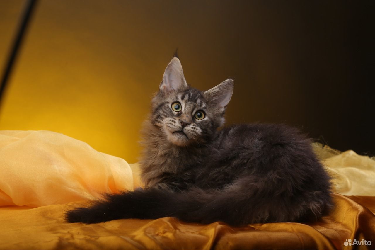 Девочка и мальчик черн мрамор и др. окрасы