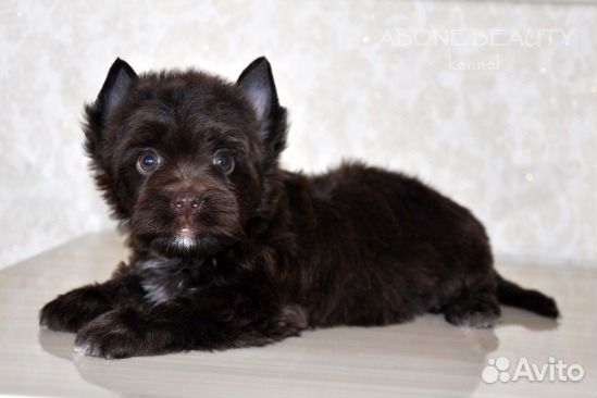 Эксклюзивный горький шоколад