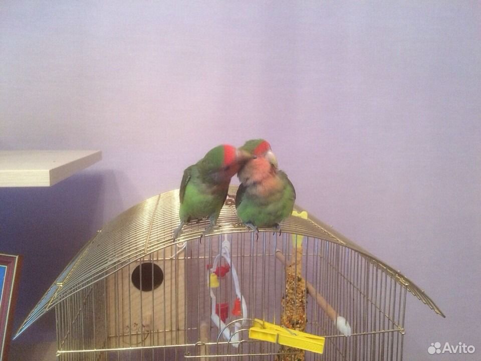 Пара неразлучников