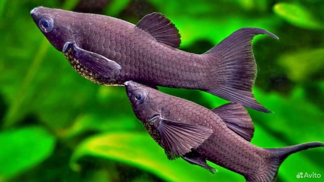 Молинезия черная & Пецилия красная (рыбка для аква