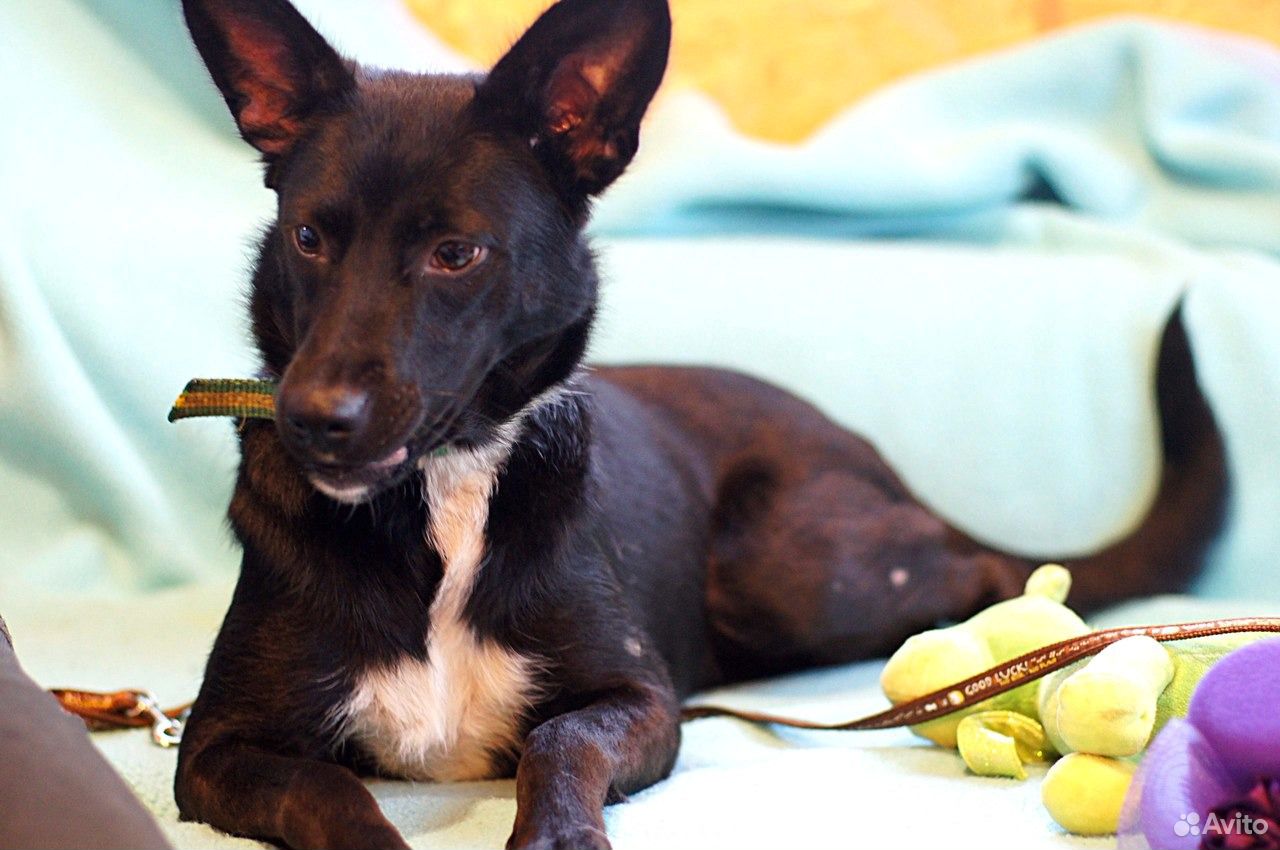 Ищет дом некрупная собачка Муха