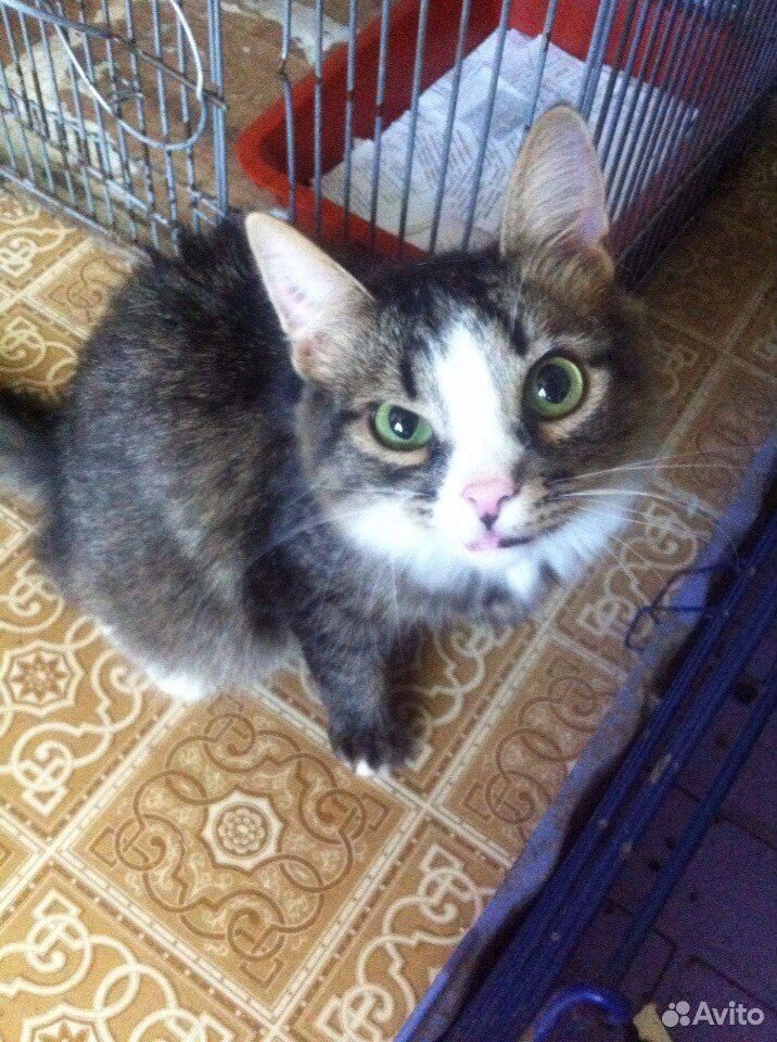 Особенный котик Топтыжка