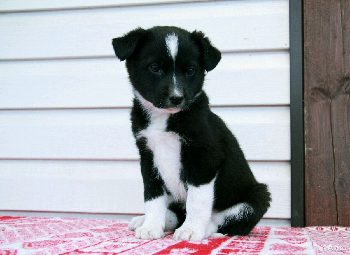 Щенок в добрые руки, маленькая собака, маленький щ