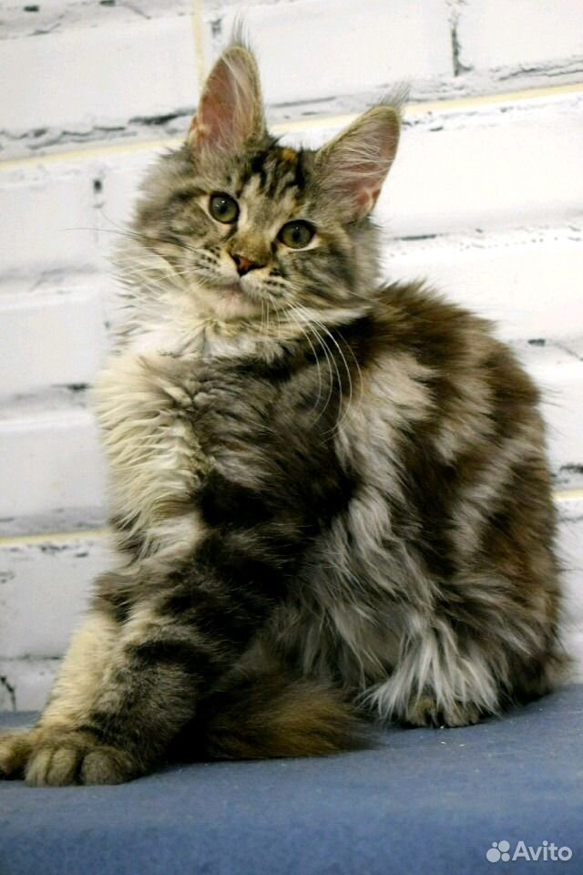 Кошечка-черепаха