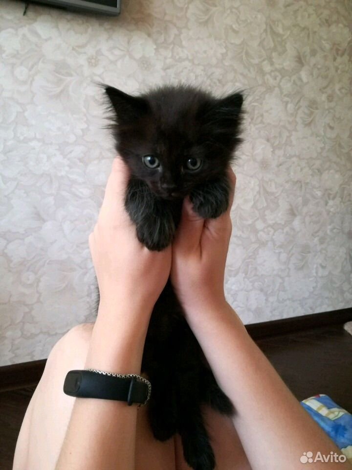 Котёнок шотландский