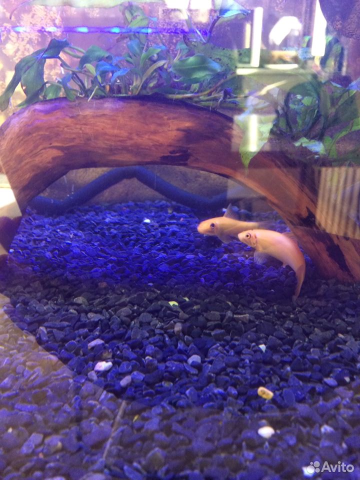 Геринохейлус