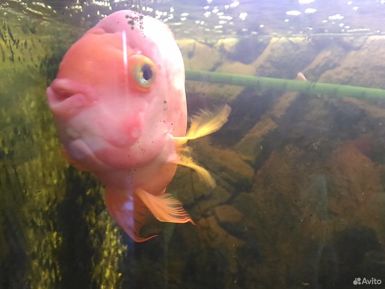 Рыба попугай