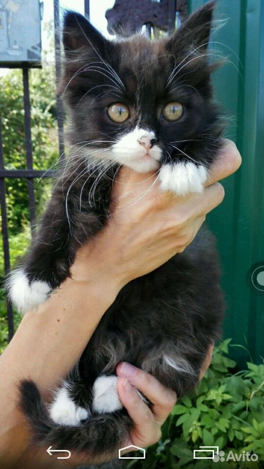 Очень красивый котёнок