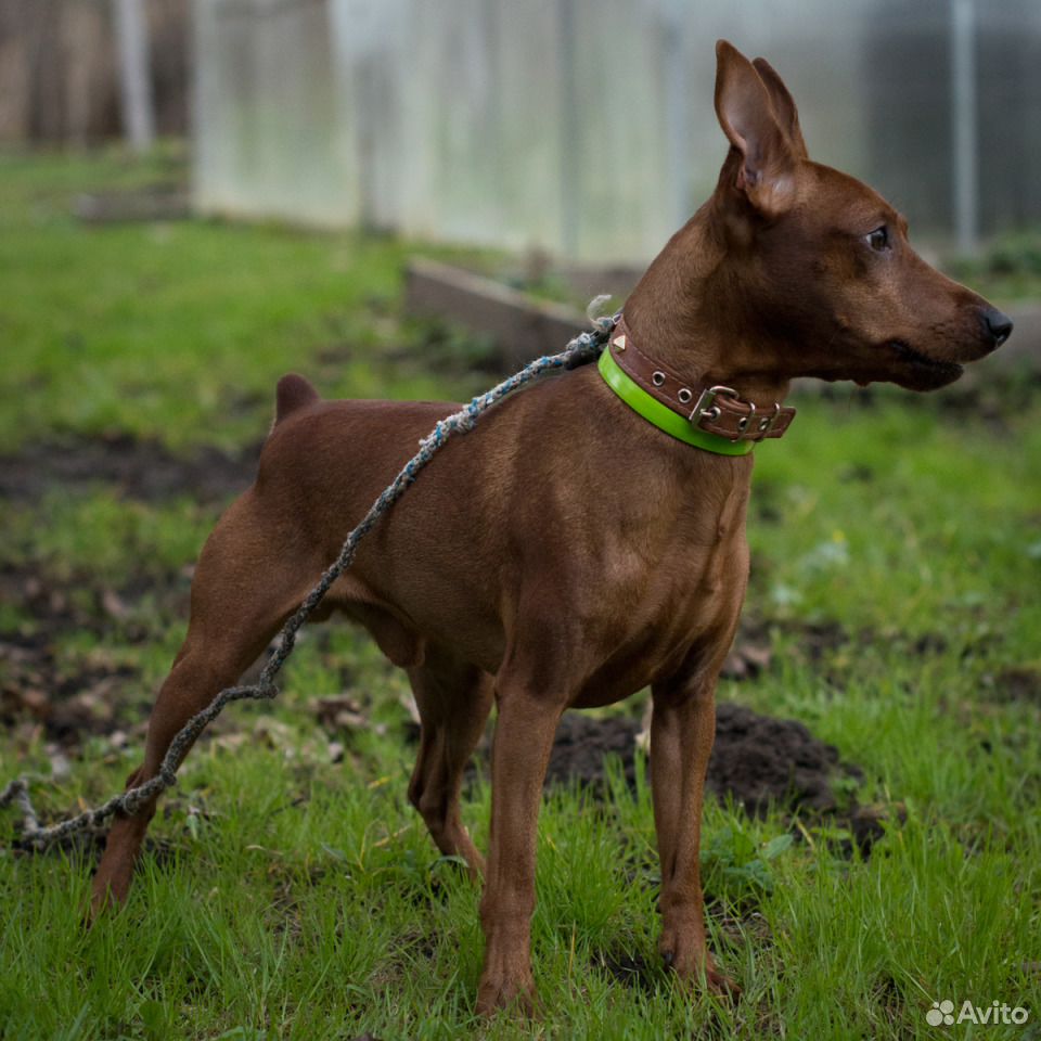 Цвергпинчер ищет девочку для вязки
