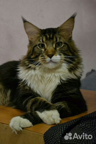 Суппер котXtreal