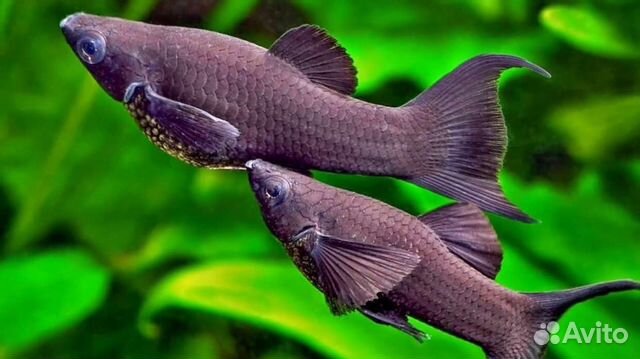 Молинезия черная (рыбка для аквариума)