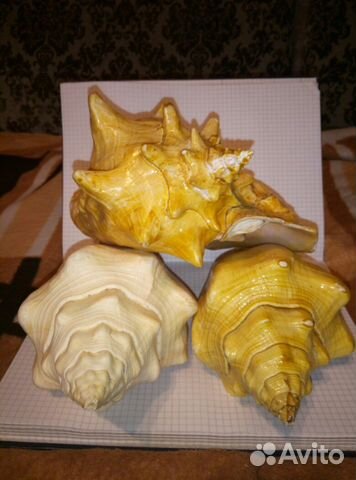 Морские раковины