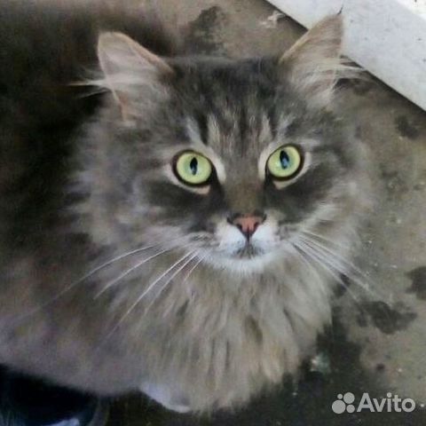 Роскошный огромный дымчатого окраса кот