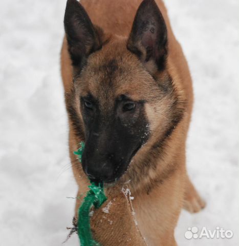 Малинуа - лучшая собака-компаньон