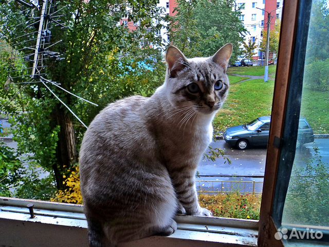 Кот Кекс ищет хозяина:)