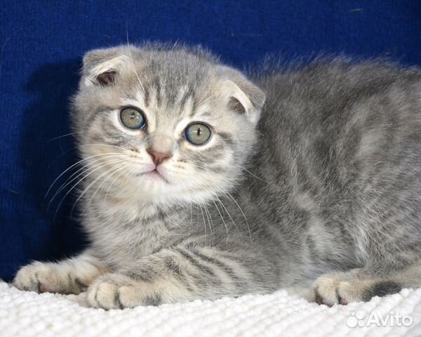 Матрос, или кот Матроскин;