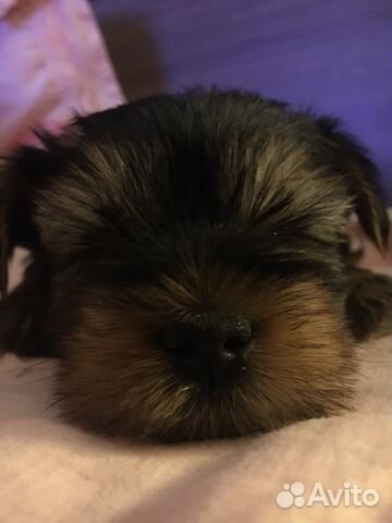 Йорк 2 месяца