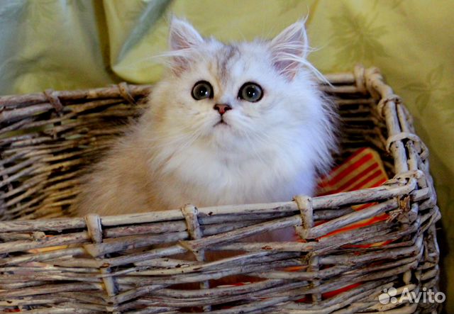 Породистый котенок окраса шиншилла
