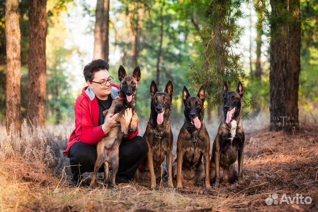 Щенок Малинуа. 5 месяцев. Рабочие линии, питомник