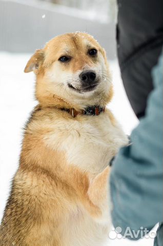 Прекрасный Фокс в дар