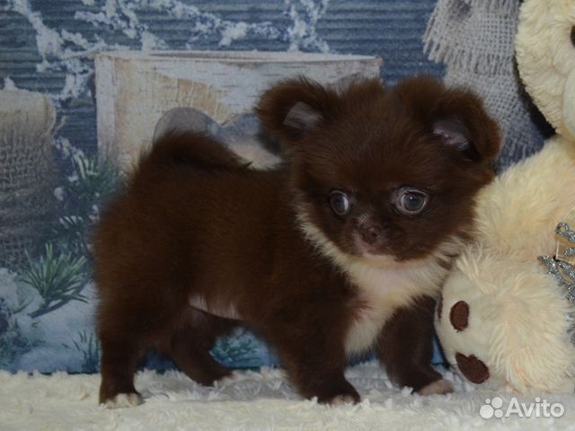 Шоко красавица