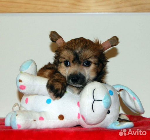 Рыжая пуховая девочка