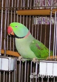 Александрийский попугай Гоша