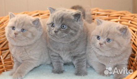 Продажа британских котят, др 17.03.18