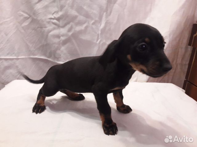 Отдадим за небольшое вознограждение щенков таксы