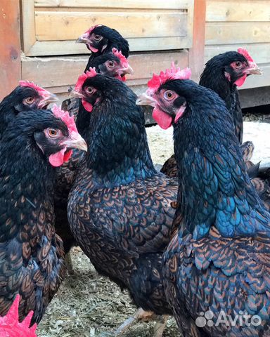 Цыплята Барневельдер и Легбар