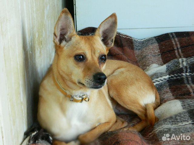 Маленькая грациозная собачка в дар