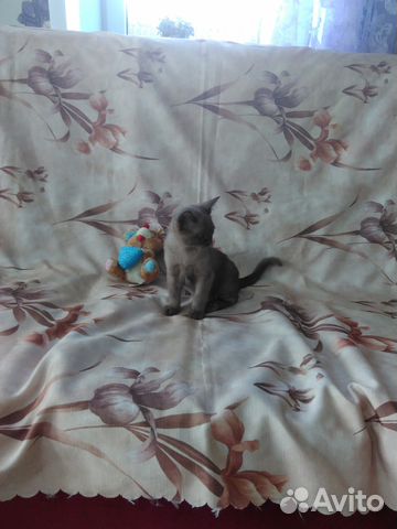 Мягкое счастье