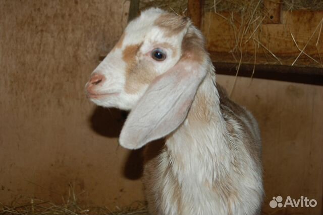 Полунубийская козочка