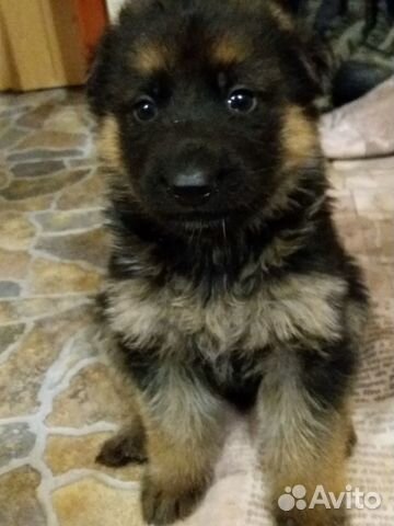 Щенки немецкой овчарки