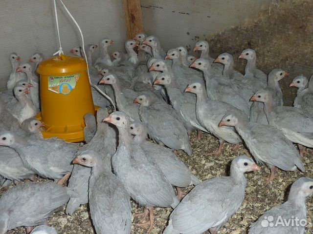 Инкубационные яйца цесарки