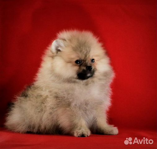 Мини мальчик, ожидаемый окрас кремовый с соболиным