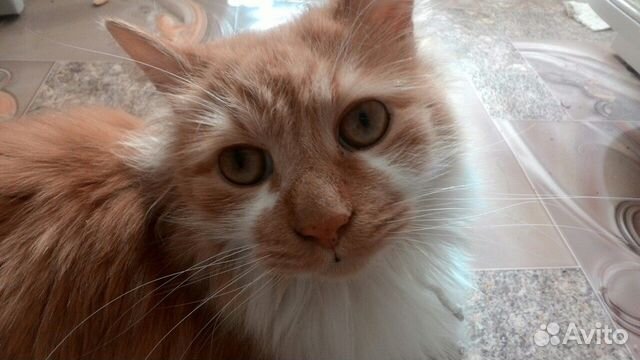 Шикарная красавица в добрые руки