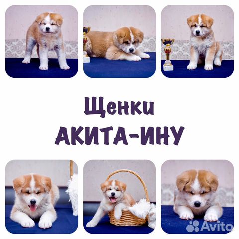 Щенки Акита-Ину