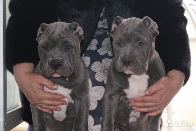 Американский булли