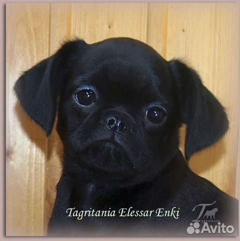 Щенки пти-брабансона - два черных мальчика