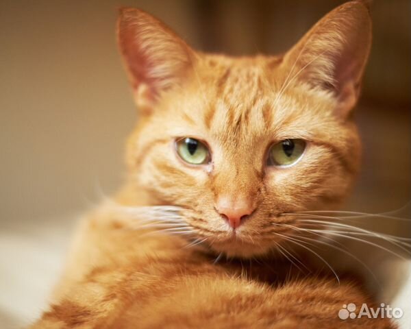 Маркуша в поисках дома