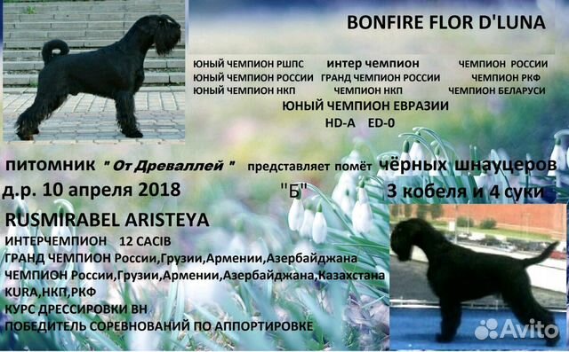 Запись на щенков Чёрного Шнауцера