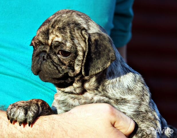 Щеночки мопса