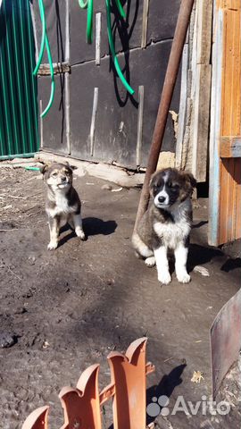 Милые щенки нуждаются в хозяевах