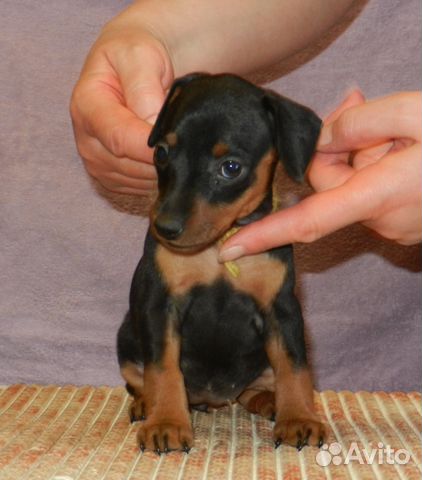 Питомник предлагает щенков цвергпинчера