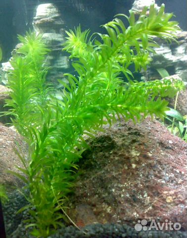 Водоросли элодея