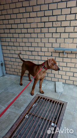 Немецкий стандартный пинчер щенок