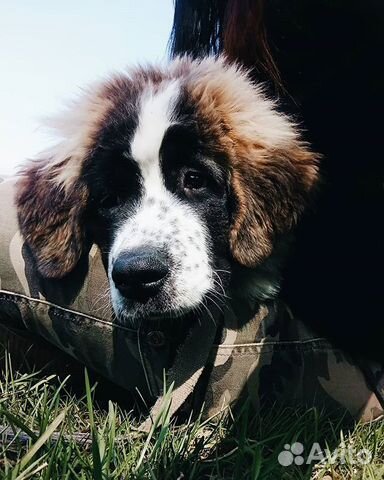 Щенок москвича