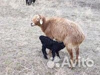 Продаю курдючных овец эдильбаевской породы